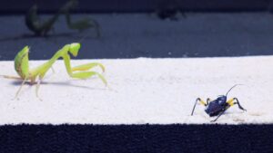 Is A Spider An Insect? What Are The Similarities & Differences Between ...