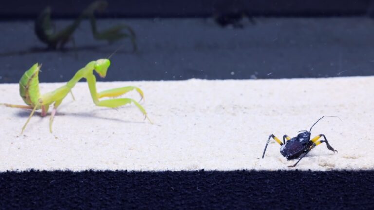 Is A Spider An Insect? What Are The Similarities & Differences Between ...