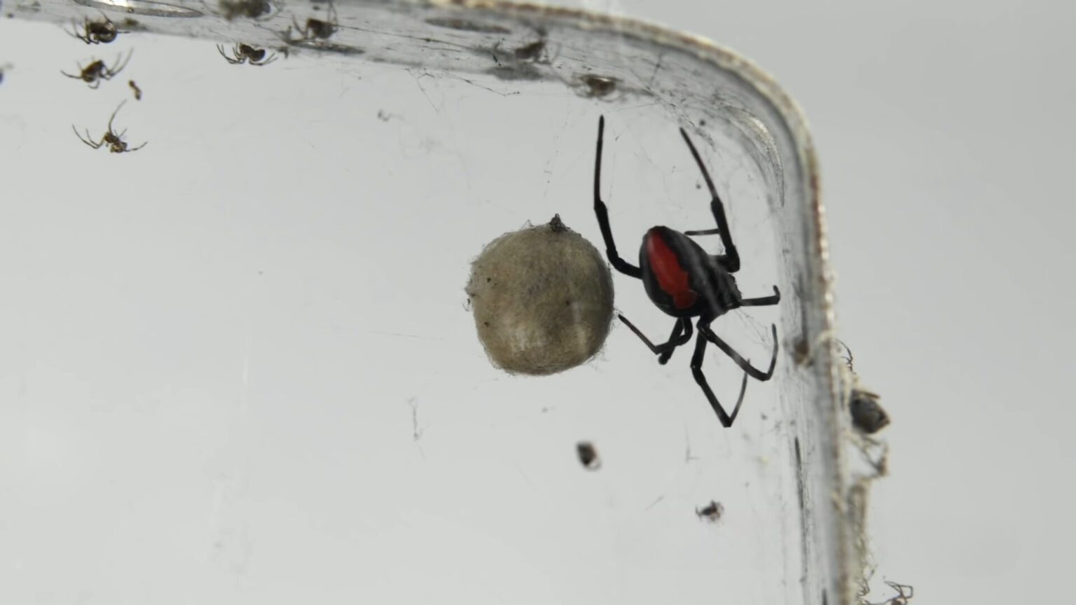 20 Facts About Redback Spiders - Pictures, Information & Video - Before The Flood
