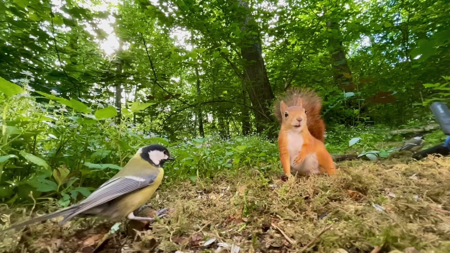 What Does Squirrel Poop Look Like? - Warning-Contains Nuts