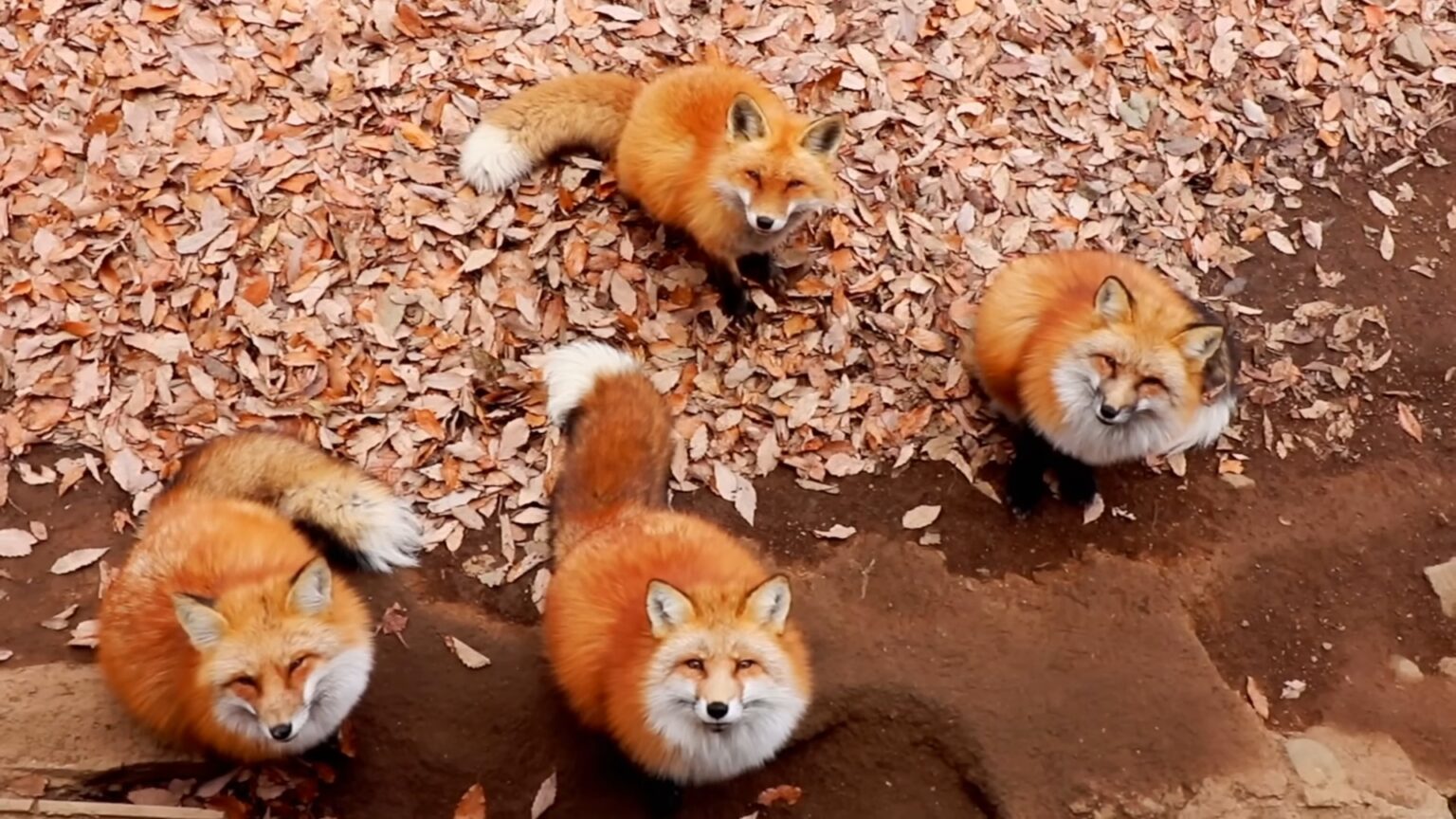 Why Do Foxes Scream at Night? Vocal Enigmas of the Night