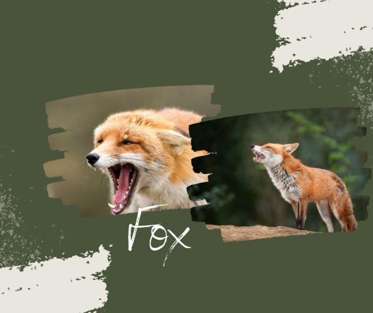 Why Do Foxes Scream at Night? Vocal Enigmas of the Night