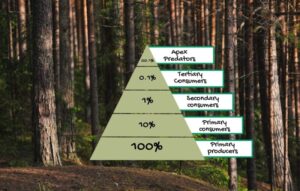 Taiga Food Web: Interconnected Relationships between Flora and Fauna