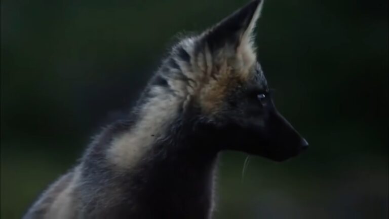 Why Do Foxes Scream at Night? Vocal Enigmas of the Night