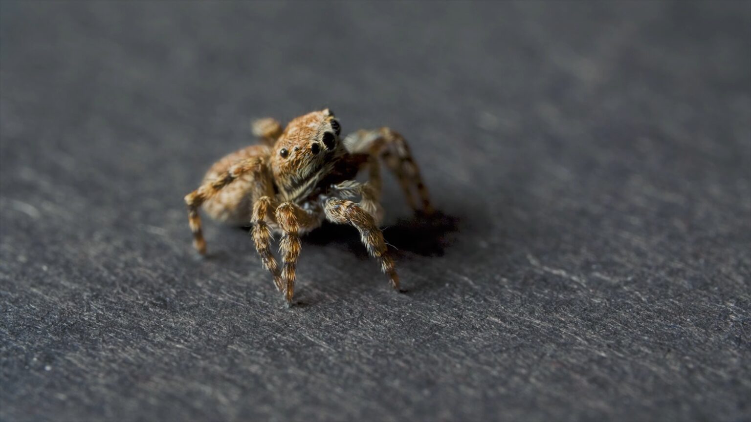 Is A Spider An Insect? What Are The Similarities & Differences Between ...