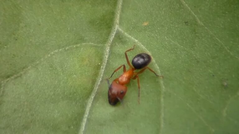 What Is the Difference Between Insects and Spiders? Bugs vs. Eight ...