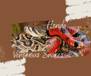 6 Most Venomous Snakes in Florida - Lethal Serpents to Avoid