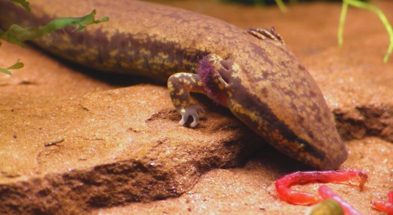 10 Common Mudpuppy Facts, Pictures & Information