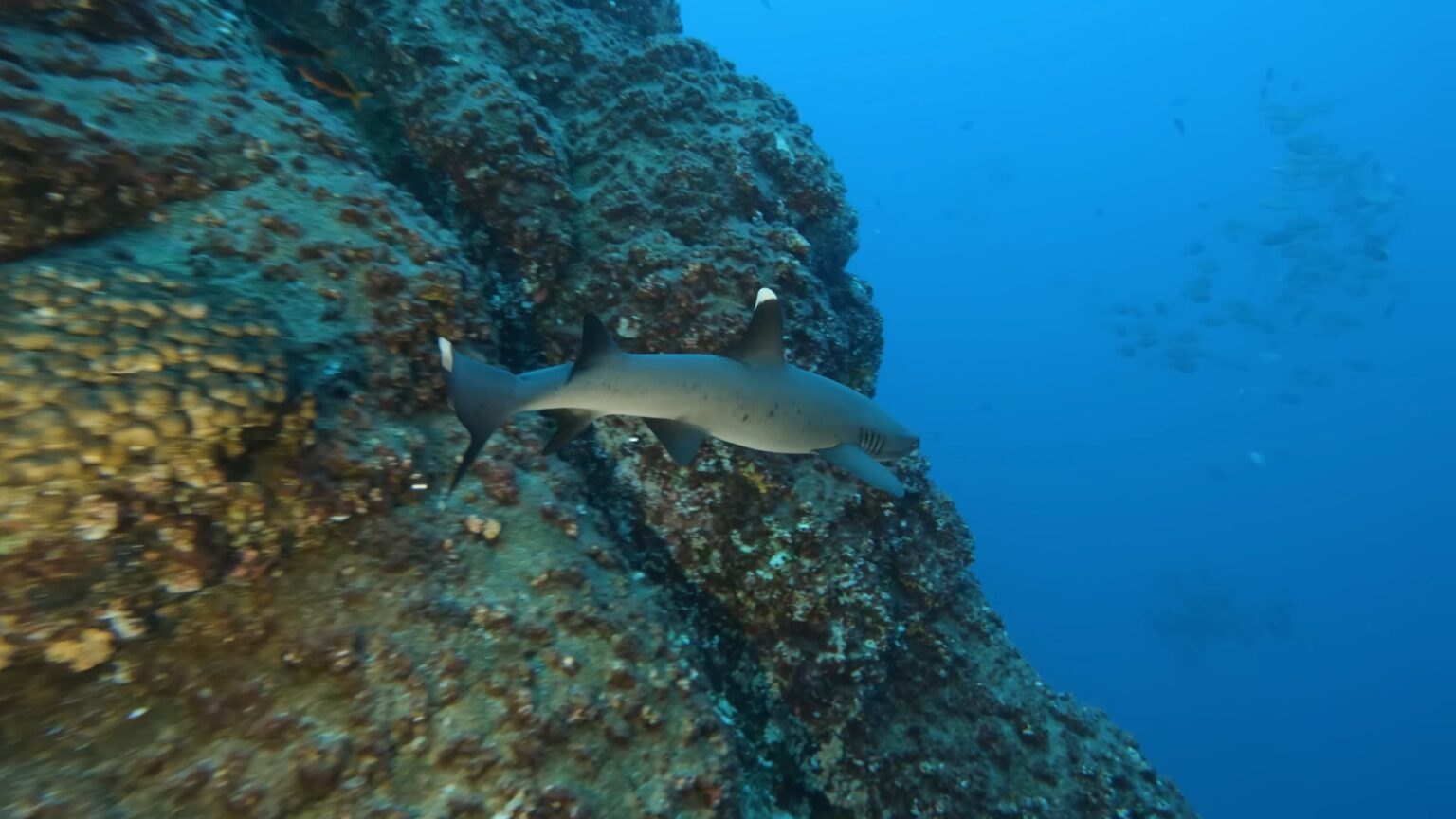 Is A Shark A Mammal Or A Fish? - A Case of Mistaken Identity - Before ...