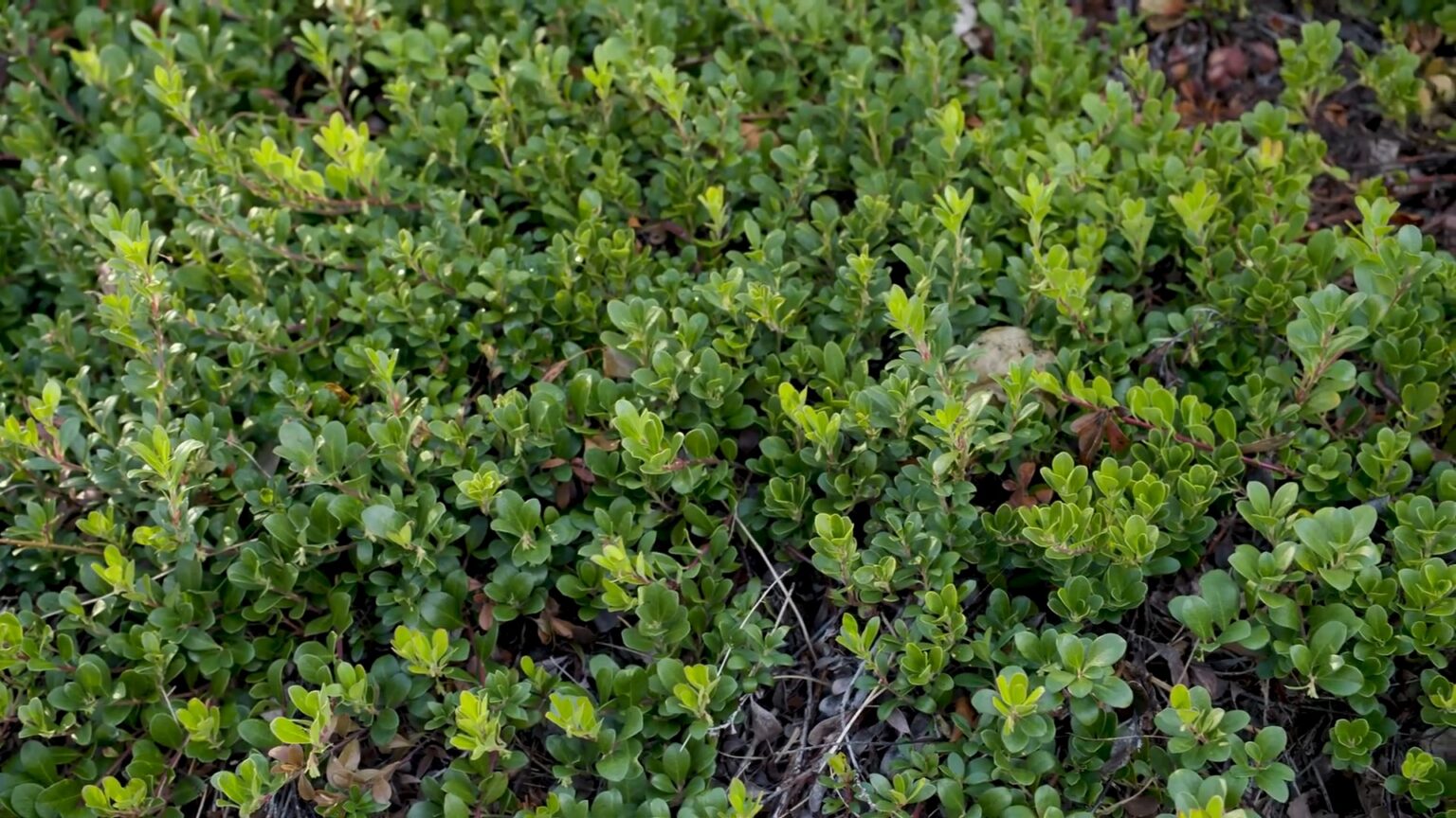 10 Taiga Plants With Pictures & Facts - Boreal Forest Flora - Before ...