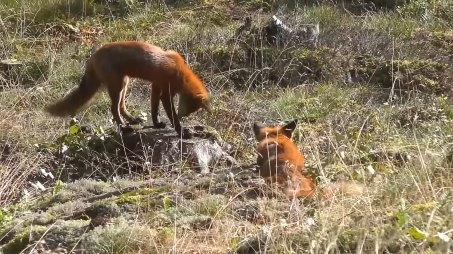 Why Do Foxes Scream at Night? Vocal Enigmas of the Night