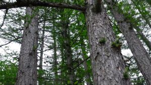 10 Taiga Plants With Pictures & Facts - Boreal Forest Flora - Before ...