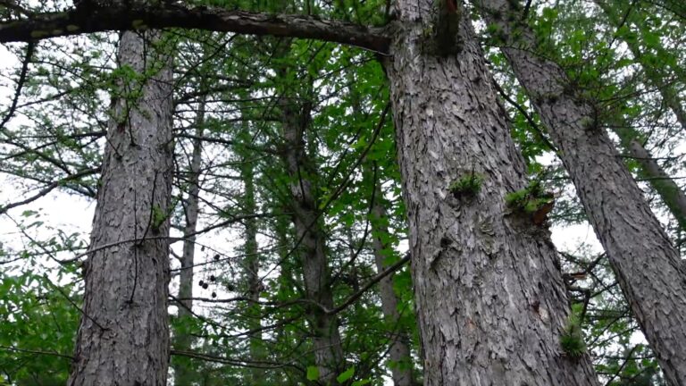 10 Taiga Plants With Pictures & Facts - Boreal Forest Flora - Before ...