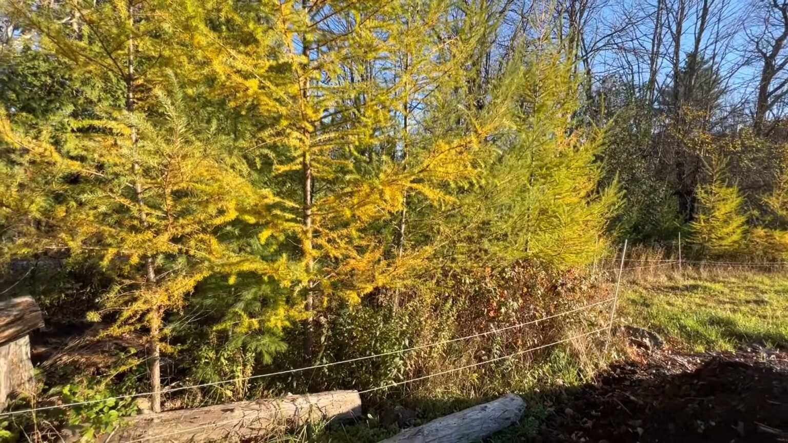 10 Taiga Plants With Pictures & Facts - Boreal Forest Flora - Before The Flood