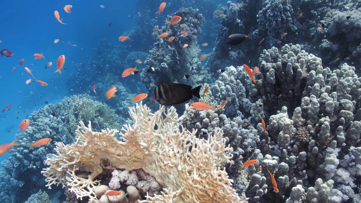 20 Slowest Animals in the World - Planet's Most Leisurely Creatures