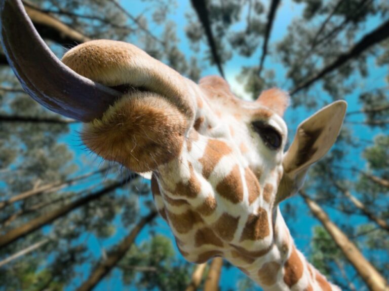 Giraffe Tongue Facts - 10 Things to Know About Nature’s Weirdest Tongue