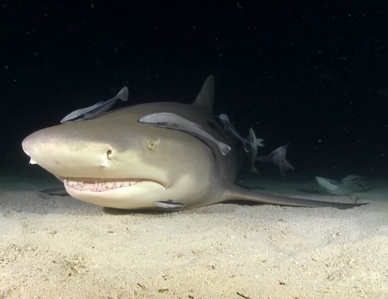 Do Sharks Have Tongues? (Revealing the Hidden Depths)