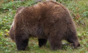 Do Bears Have Tails? - Find Out the Truth Here - Before The Flood