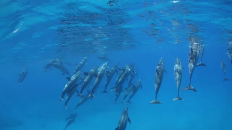 How Do Dolphins Breastfeed Underwater? Ocean Wonders