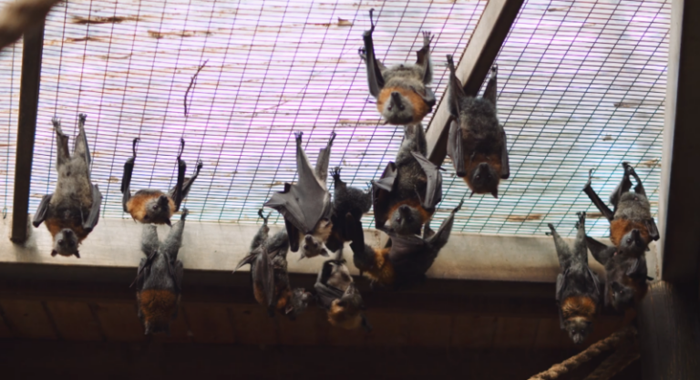 Which Mammals Can Fly? - The Only True Flyers and the Best Gliders ...