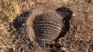 8 Facts You May Not Know About The Armadillo Shell - Nature's Shield!
