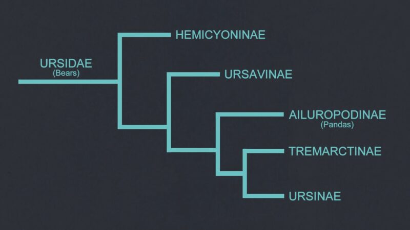 How Did Bears Evolve? Adapting Through the Ages