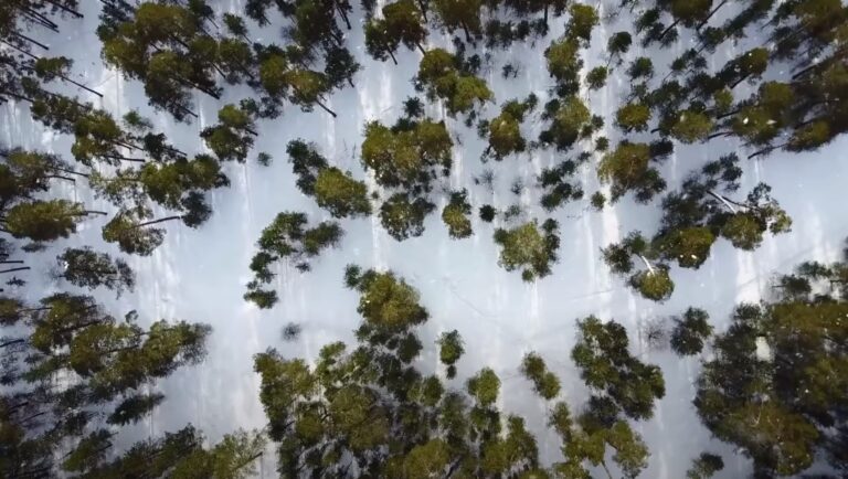 Which Insects Live In The Tundra? - The Frozen Critters - Before The Flood