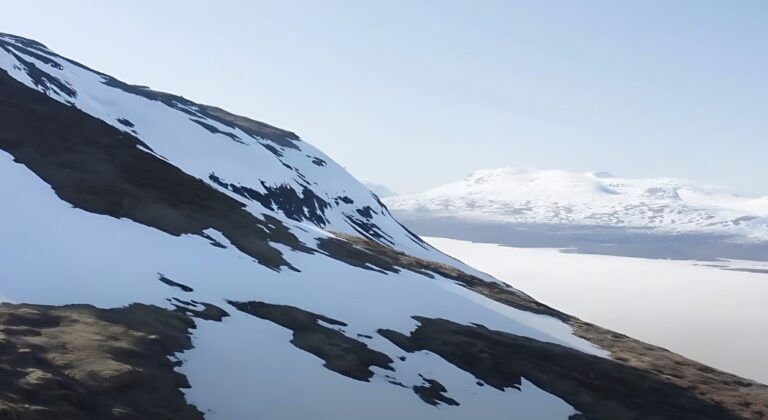 Which Insects Live In The Tundra? - The Frozen Critters - Before The Flood