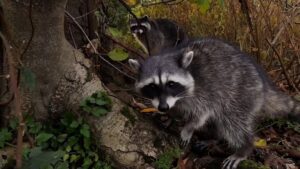 How Good Are Raccoons Senses? The Mammals Toolkit! - Before The Flood