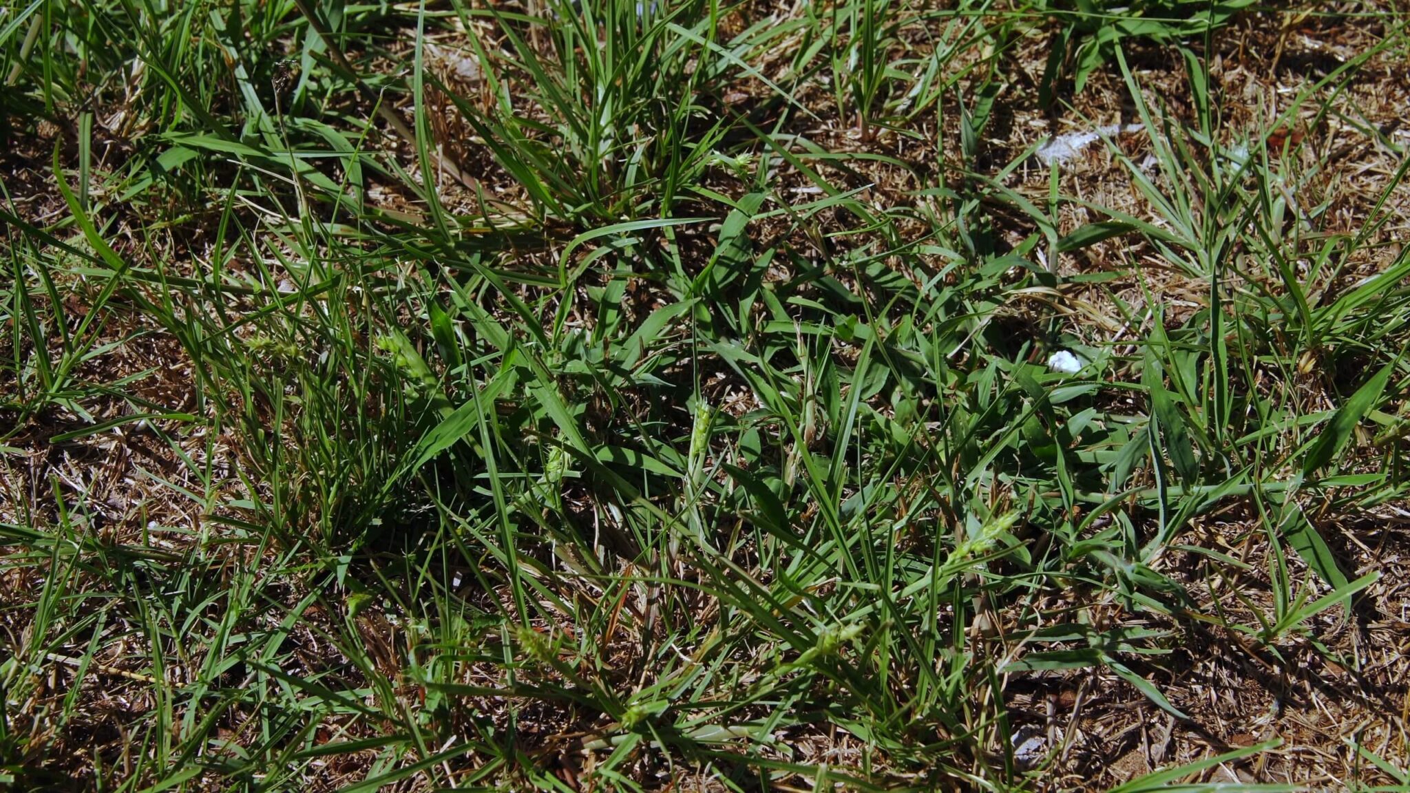 Types of Stickers in Grass and Methods for Effective Removal - Before ...