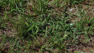 Types of Stickers in Grass and Methods for Effective Removal - Before ...