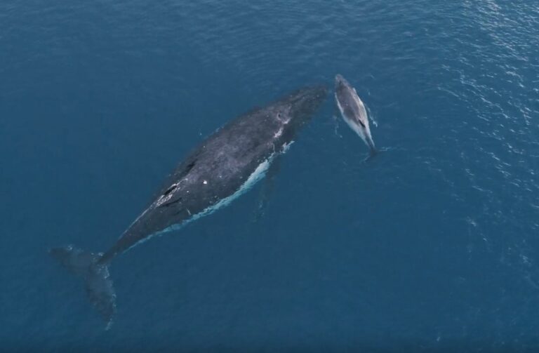 How Do Whales Breastfeed Underwater? - Marine Mammal Nursing Explained