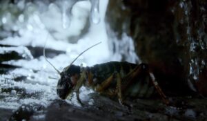 Which Insects Live In The Tundra? - The Frozen Critters - Before The Flood