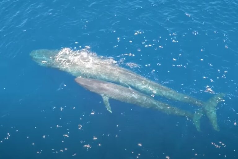 How Do Whales Breastfeed Underwater? - Marine Mammal Nursing Explained
