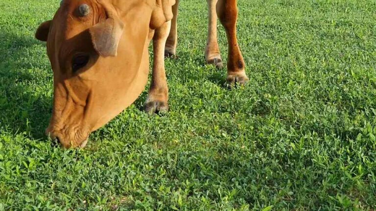 Herbivore Teeth - Dental Adaptations for Plant-Based Diets