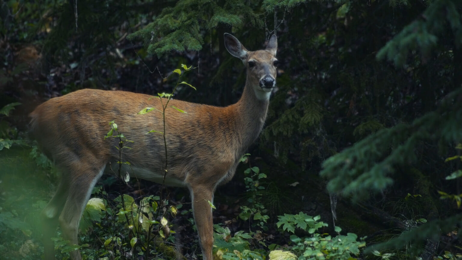 What Habitats Do Mammals Live In? From Forests to Deserts