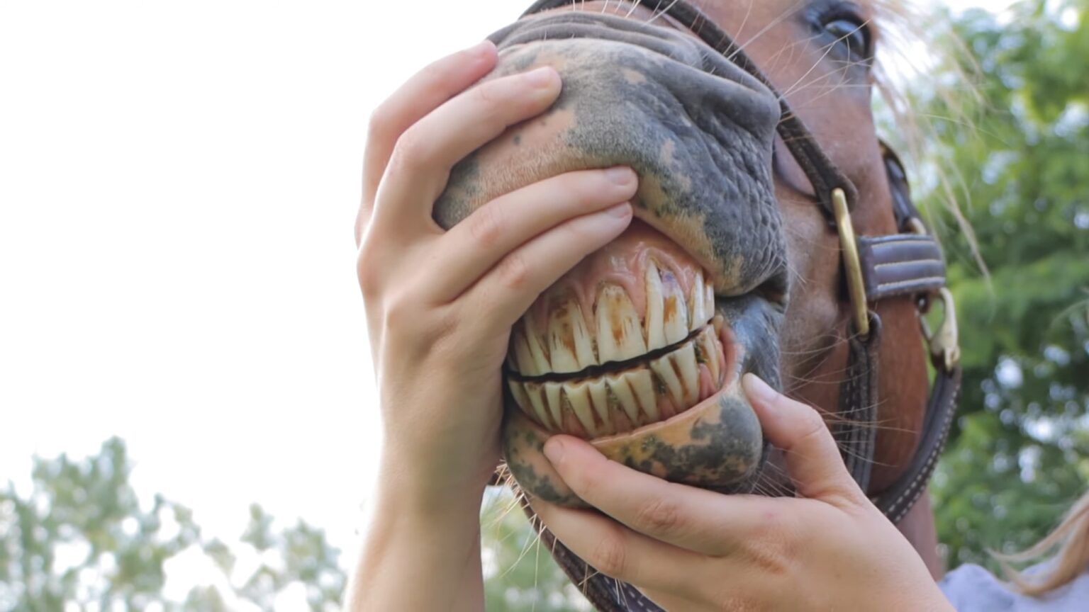 Herbivore Teeth - Dental Adaptations for Plant-Based Diets