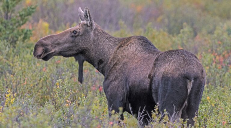 What Sounds Do Moose Make? - A Wildlife Expert Answers