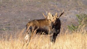 What Sounds Do Moose Make? - A Wildlife Expert Answers