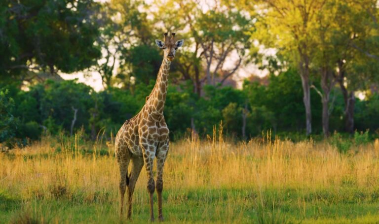 10 Mammals That Are Herbivores - Explore Their Diets