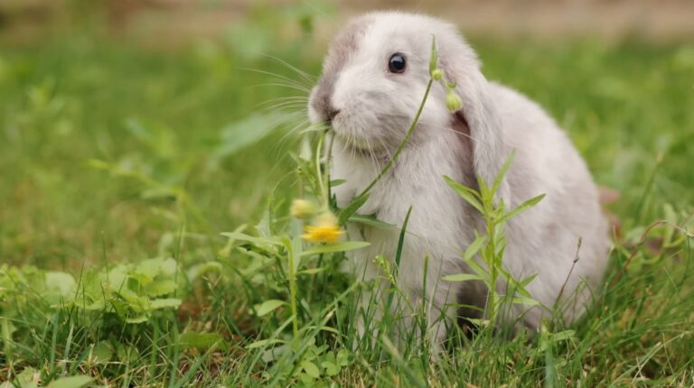 How Well Does a Rabbit See? - What Colors, Shapes, and Objects Do They See?