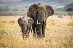 What Habitats Do Mammals Live In? From Forests to Deserts