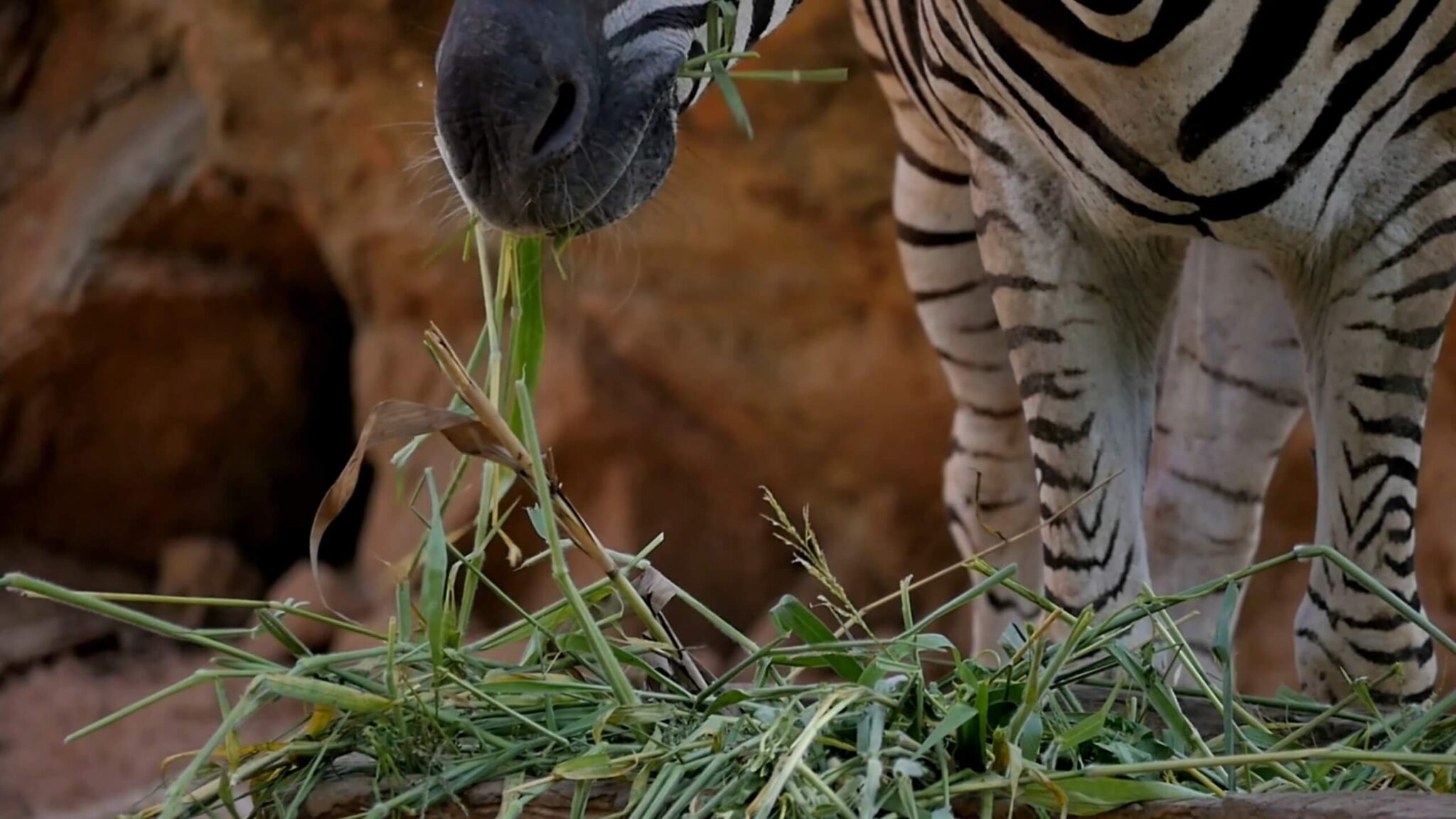 Herbivore Teeth - Dental Adaptations for Plant-Based Diets