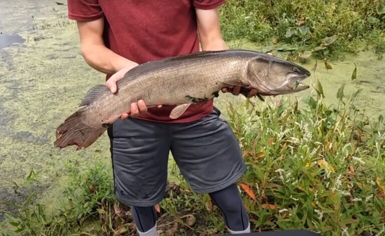 Which Fish Live In Swamps? - Various Species Found - Before The Flood